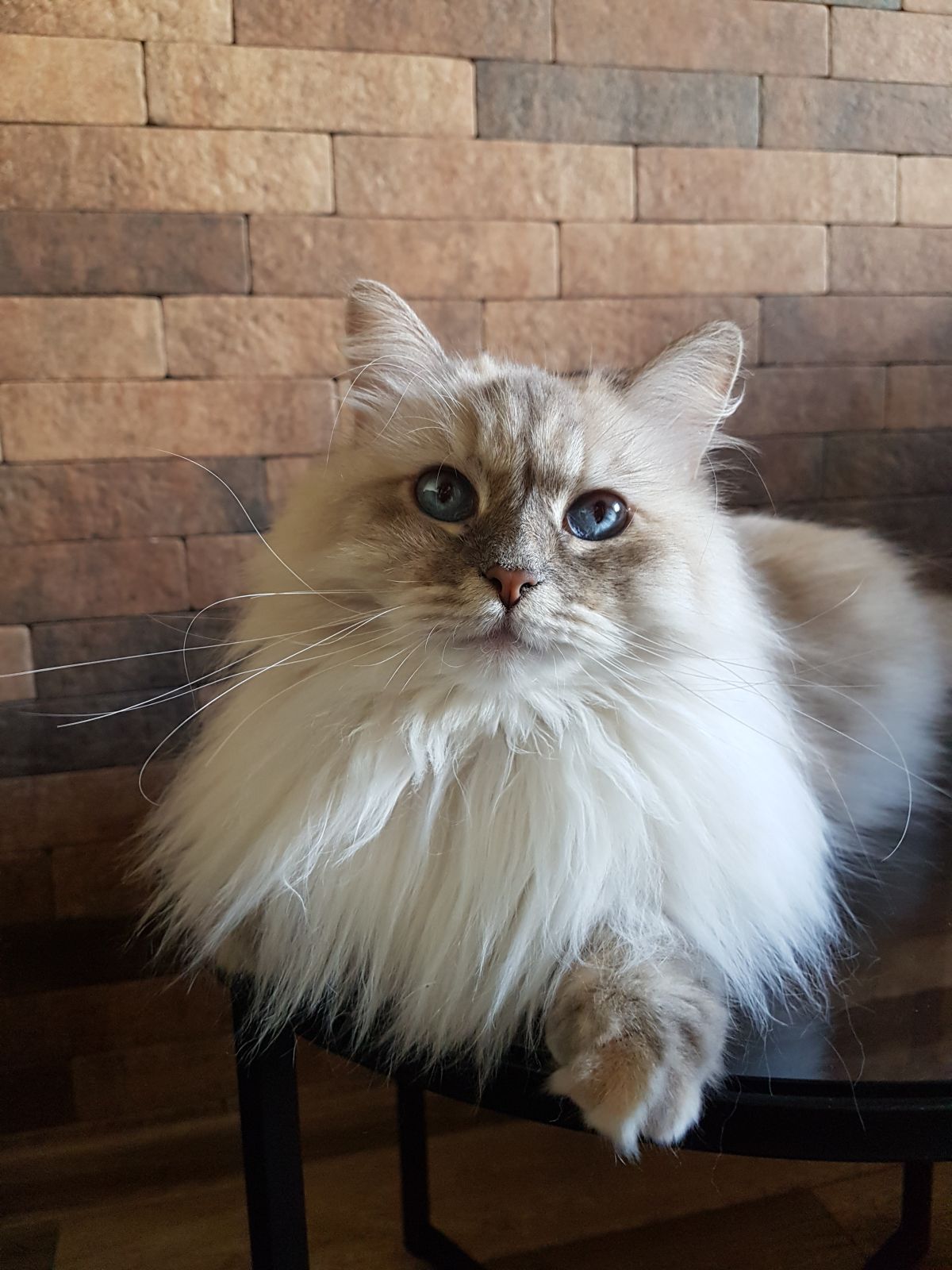 Lrytas.lt / Mano geriausias draugas